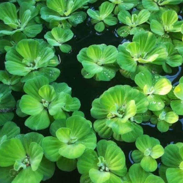 Jual apu apu tanaman hias air akuarium kolam apung aquarium - Jakarta ...