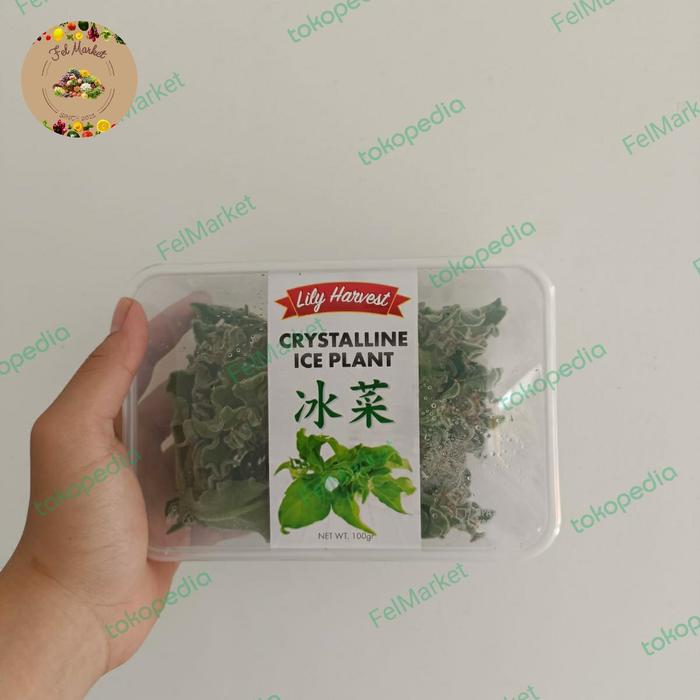 Jual Sayur Salju Fresh Organik | Ice Plant Segar | Pack - Jakarta Barat ...