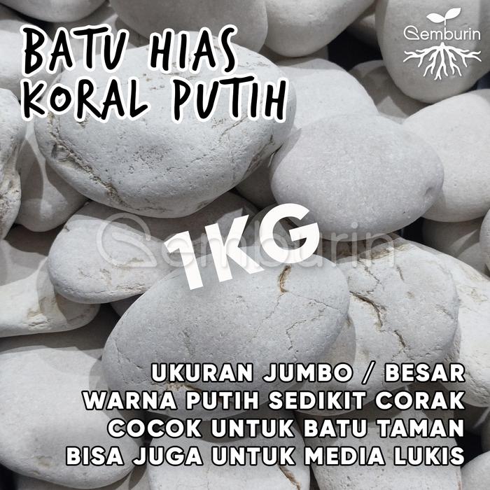 Jual Batu Koral Putih Kupang 1 Kg BESAR JUMBO / Hias Pebble Stone Taman ...