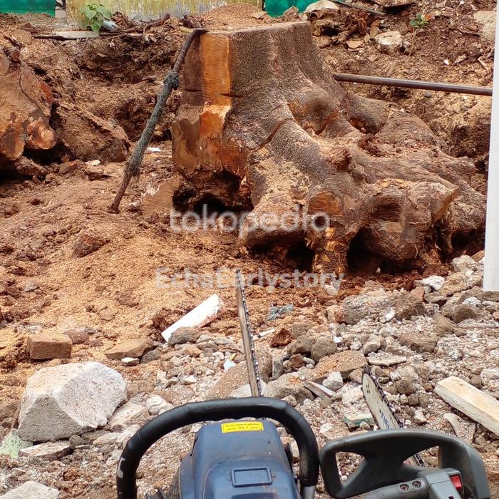 Jual LAYANAN CABUT AKAR POHON || TEBANG POHON JAKARTA SELATAN - Kota ...