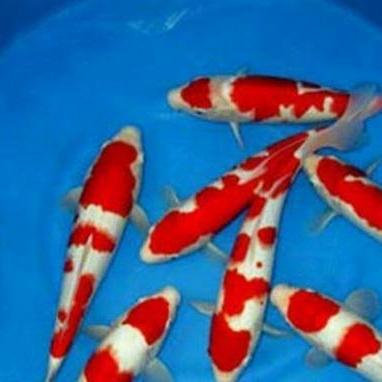 Jual baby koi kohaku shanke 2-3 cm - Kab. Bogor - Betta parung fs ...