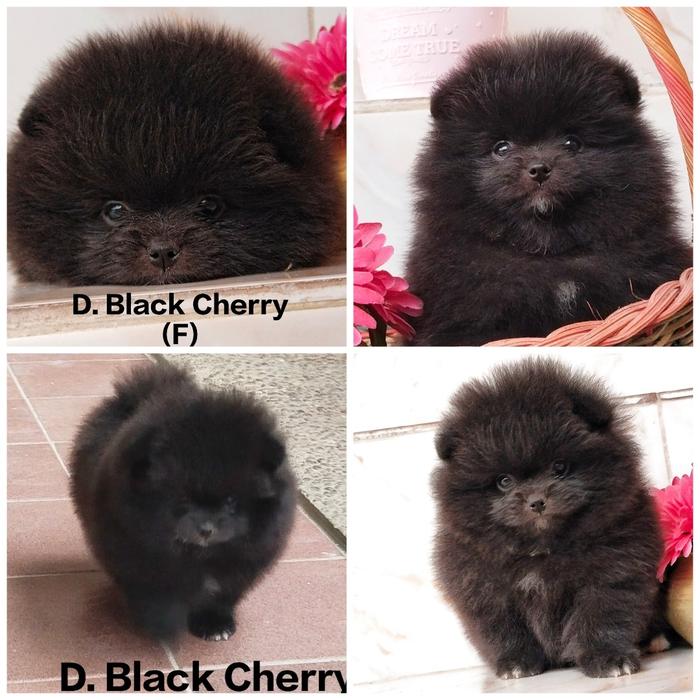 Jual Anak Anjing Mini Pomeranian High Quality Female Wrna Unik (Hrg ...