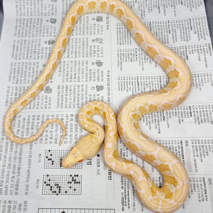 Jual reticulatus albino amelanistic / retic albino amel - Kab. Bandung ...