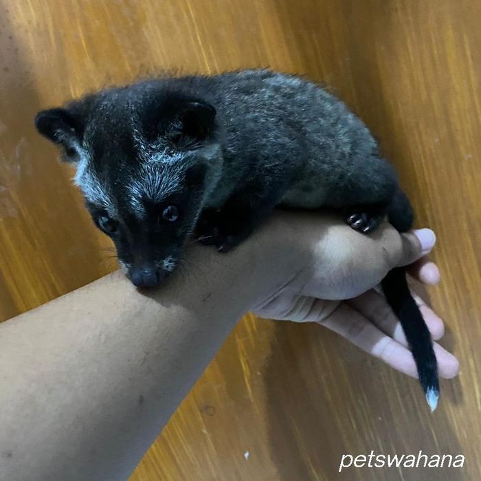 Musang Pandan Jinak