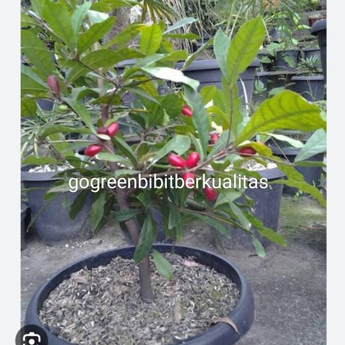 Promo Bibit tanaman miracle fruit buah ajaib batang besar kondisi ...