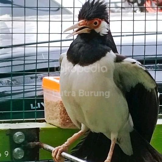 Burung Jalak Suren