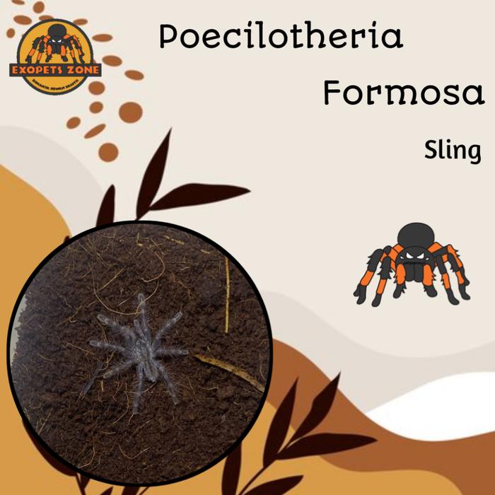 Jual tarantula poecilotheria formosa sling - Kota Depok - Exopets Zone ...