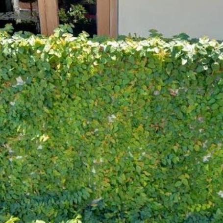 Jual Tanaman rambat dolar flexy kecil - Kota Tangerang - Rumah Bibit ...