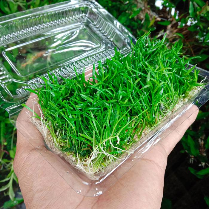 Jual Liliopsis Bahan Tanaman Lilaeopsis brasiliensis Aquascape Aquarium ...