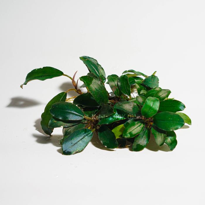 Jual Bucephalandra Melawi Rumpun Clump - Kota Tangerang - Cupang Guppy ...