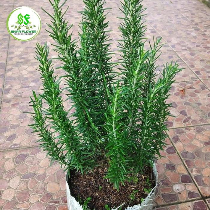 Jual tanaman rosemary jumbo rimbun/tanaman hias/Rosemary jumbo gratis ...
