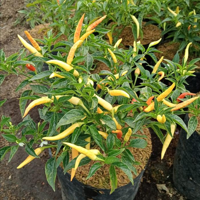 Jual tanaman cabe rawit sambel /cabe rawit domba - Kab. Bandung Barat ...