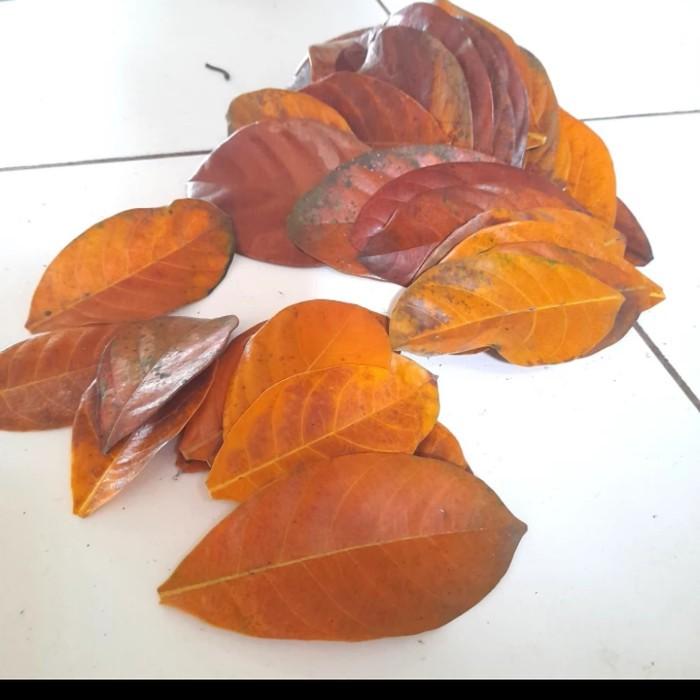 Jual Daun khusus untuk prakarya,kolase,craft,kolase isi 20 lembar ...