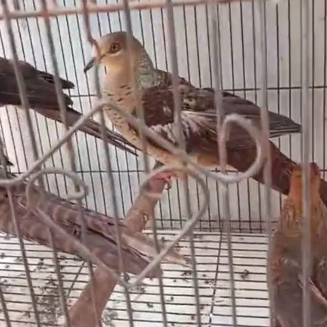 Jual burung punai api besar atau uncal merah besar sepasang - Jakarta ...