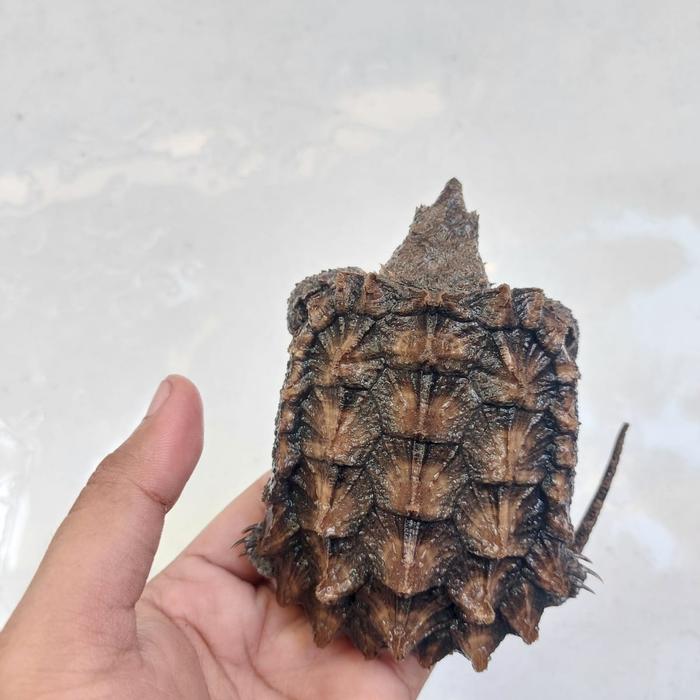 Jual Kura AST / Alligator Snapping Turtle Kode 6 - Kota Surabaya ...