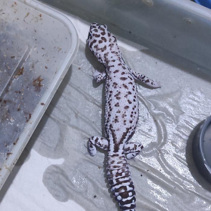 Jual Leopard Gecko / AFT WO Oreo Paternes - Jakarta Selatan - Gecko ...