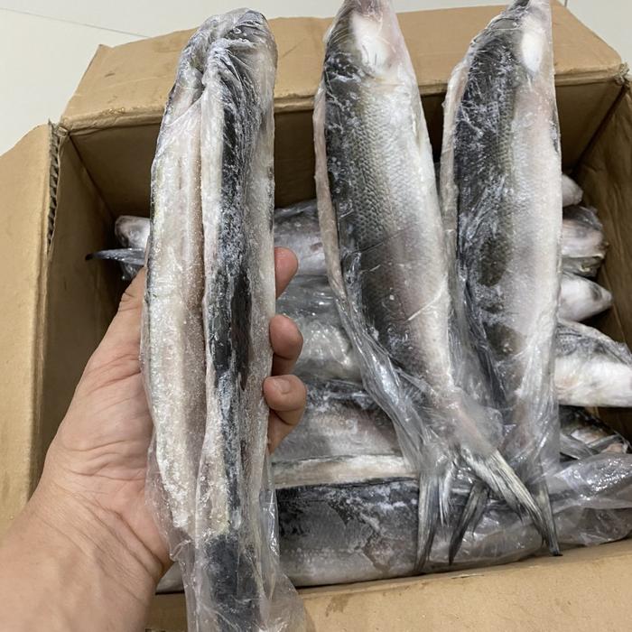Jual Ikan bandeng tanpa duri /cabut duri beku super @900-1000 gram ...