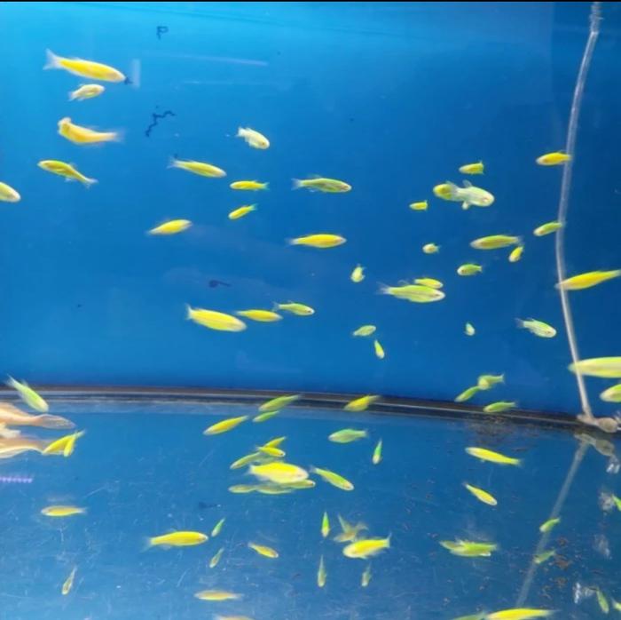 Jual Zebra Danio Green Ikan Hias Air Tawar Aquarium Aquascape - Kota ...