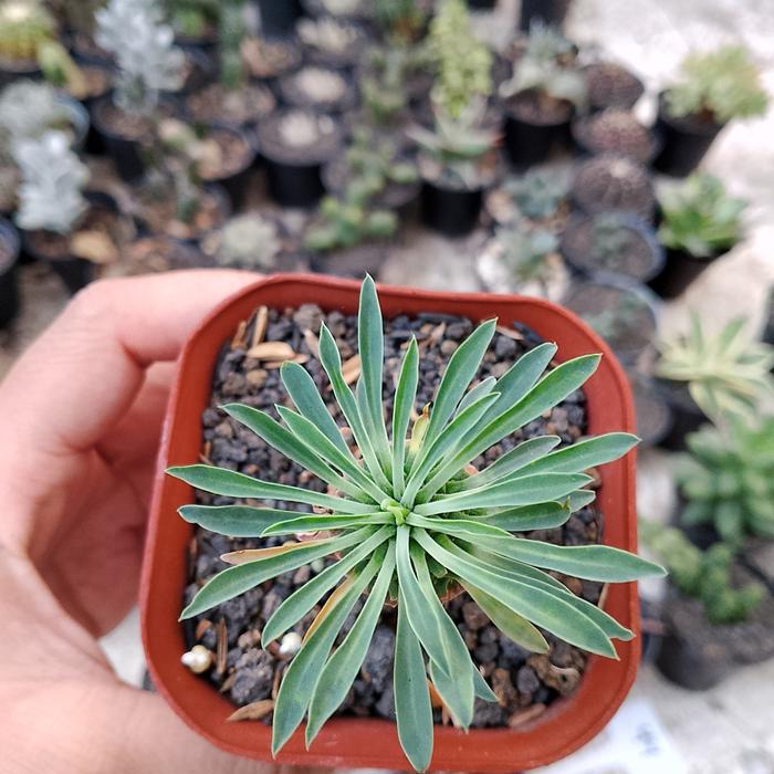 Jual Euphorbia Kirin Kaktus Sukulen Tanaman Hias Di Seller Rumix ...