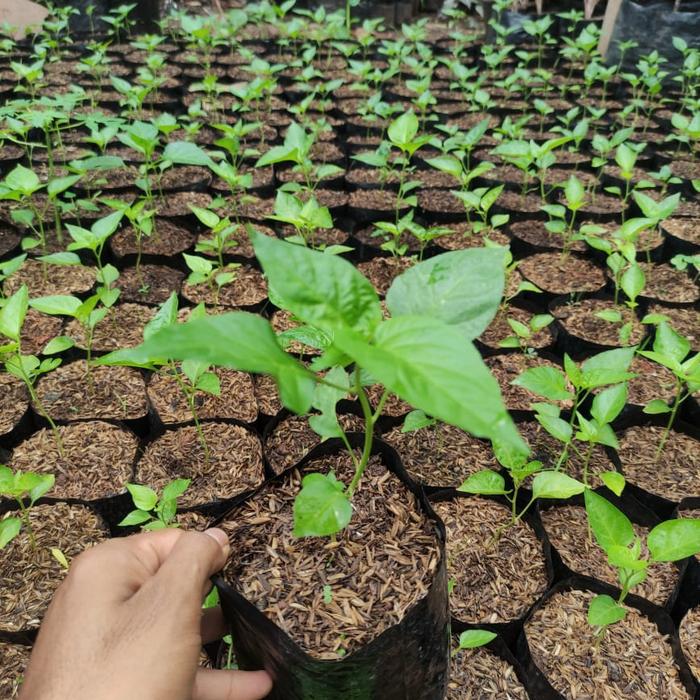 Jual Bibit Cabe Merah Setan Tanaman Cabai Rawit Merah - Kota Bekasi - Berkah Flora | Tokopedia