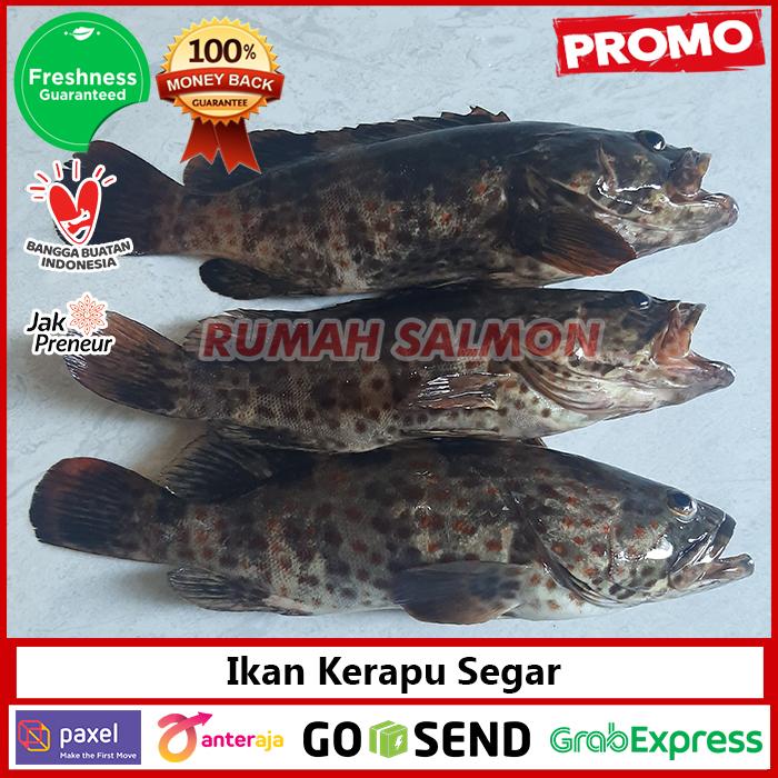 Jual PROMO Kerapu Ikan Segar Fresh/Grouper Fish Seafood (tanpa sisik ...
