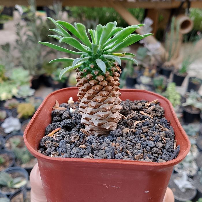Jual Euphorbia Kirin Kaktus Sukulen Tanaman Hias Di Seller Rumix ...