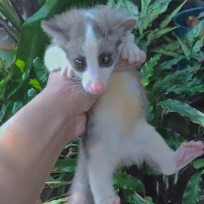 Musang Pandan Jinak