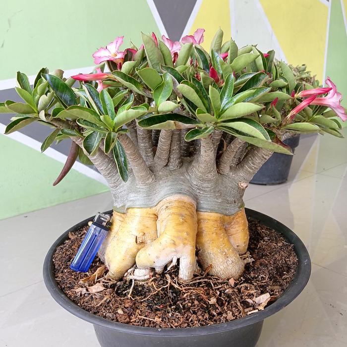 Jual Adenium Karakter ID. GODJI × ET ( AKAR EMAS ARABIKUM ) - Kab ...