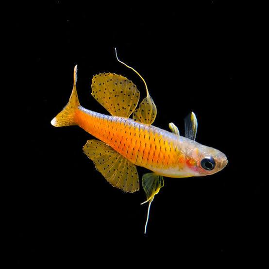 Jual Ikan Hias Pseudomugil Paskai / Ikan Exotic Rainbow Fish Aquascape ...