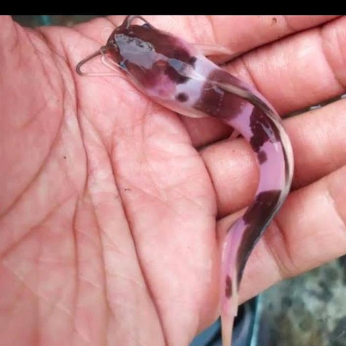 Jual ikan lele belang albino - Jakarta Timur - CV Razaak Aquatic ...