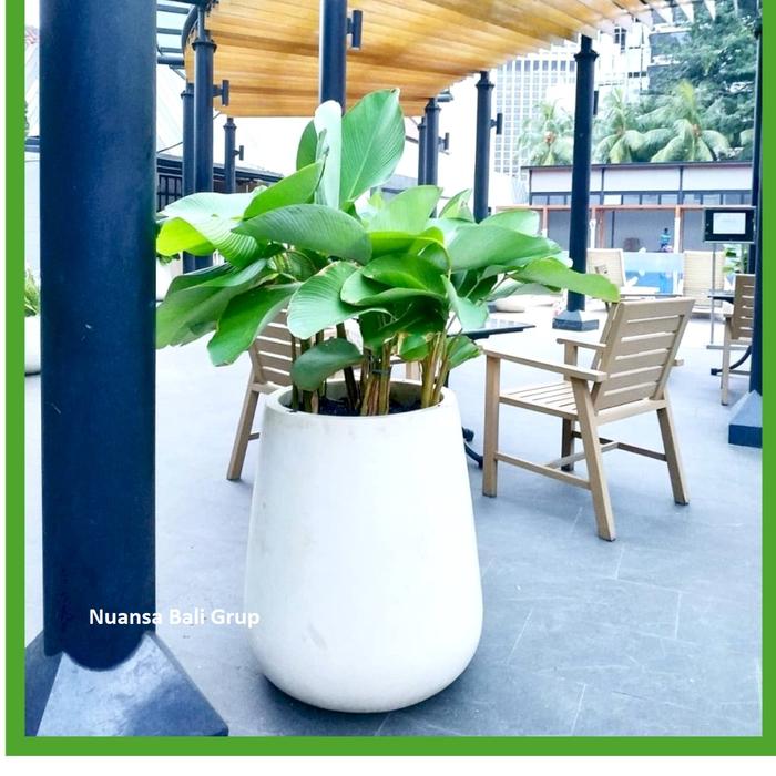 Jual Pot Palm Besar Teraso - dekorasi tanaman hiasan rumah taman ...