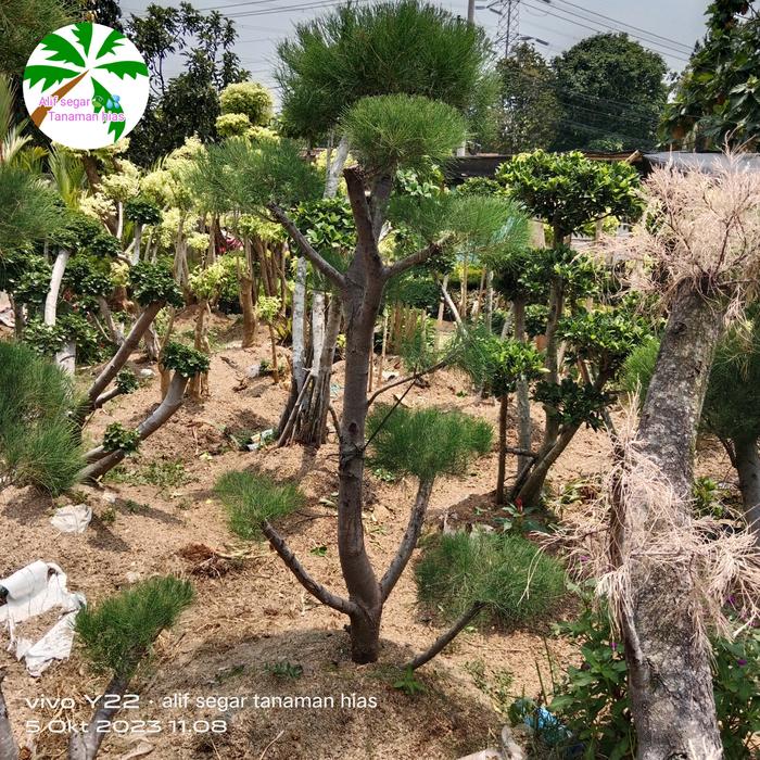 Jual cemara udang bonsai cemara 1,50m(satu meter setengah) - Kota Depok ...