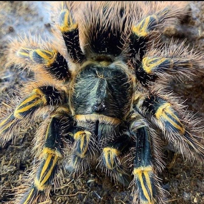 Jual Grammostola pulchripes Tarantula - Kota Bandar Lampung - Lapak ...