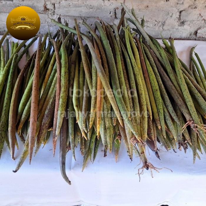 Jual RAJANYA MANGROVE. propagul bibit mangrove/bakau. - Kab. Indramayu ...