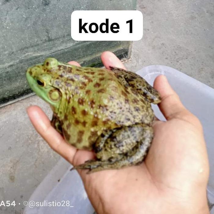 Jual kodok American bullfrog/kodok hias - Kota Tangerang ...