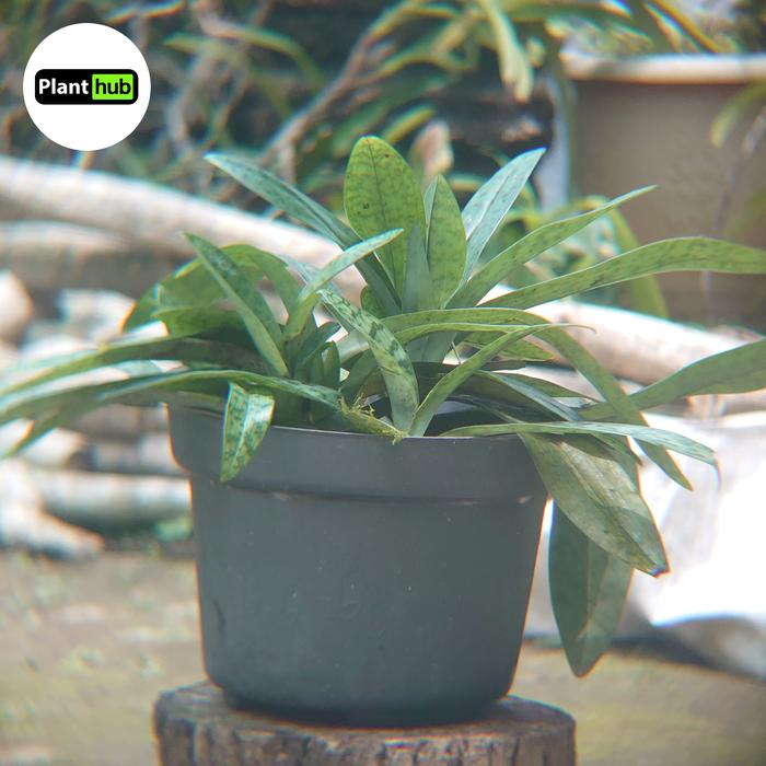 Jual anggrek tanah paphiopedilum javanicum - Kab. Wonosobo - PlantHub | Tokopedia