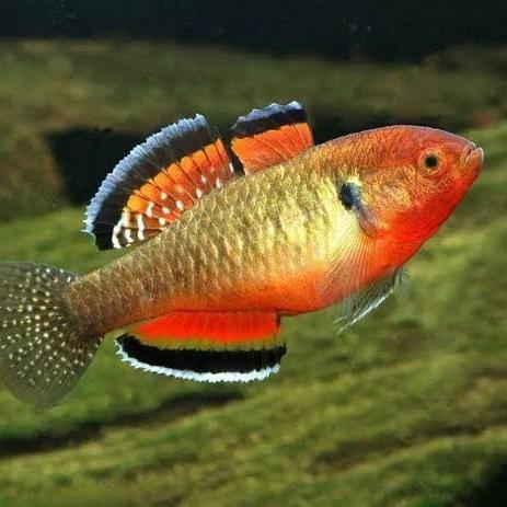 Jual Empire Gudgeon (Hypseleotris compressa) - Male - Kota Depok ...
