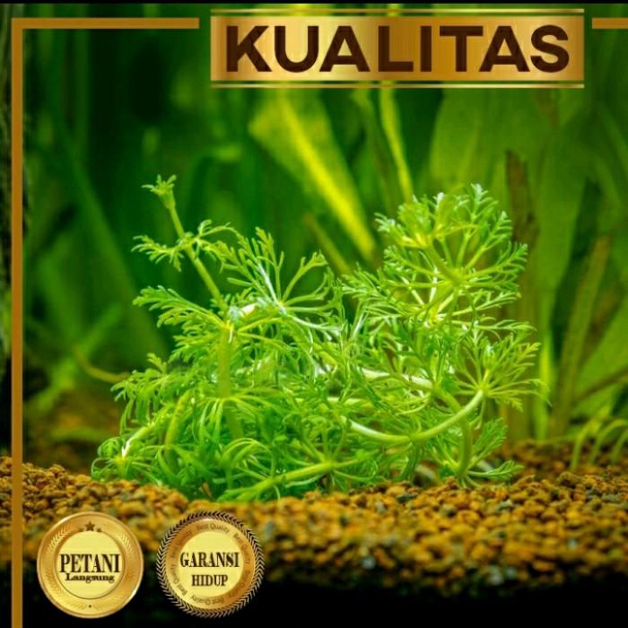 Jual Limnophila Sessiflora( media batu) Tanaman Air Aquascape Serap ...