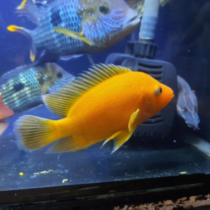 Jual Ikan Red Devil Cichlid Ikan Tankmate Predator Ikan Hias - Jakarta ...