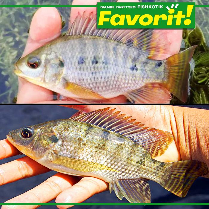 Jual NIla Hitam 10cm Nile Tilapia Ikan Hias Aquascape Hiasan Aquarium ...