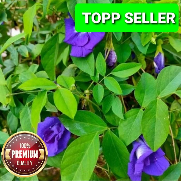 Jual DAUN BUNGA TELANG PER LEMBAR GRADE A5 (PREMIUM QUALITY) - Kab ...