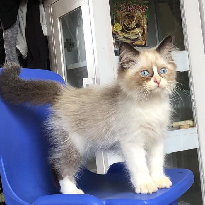 Jual kucing ragdoll jantan - Jakarta Selatan - MokenCatHouse | Tokopedia