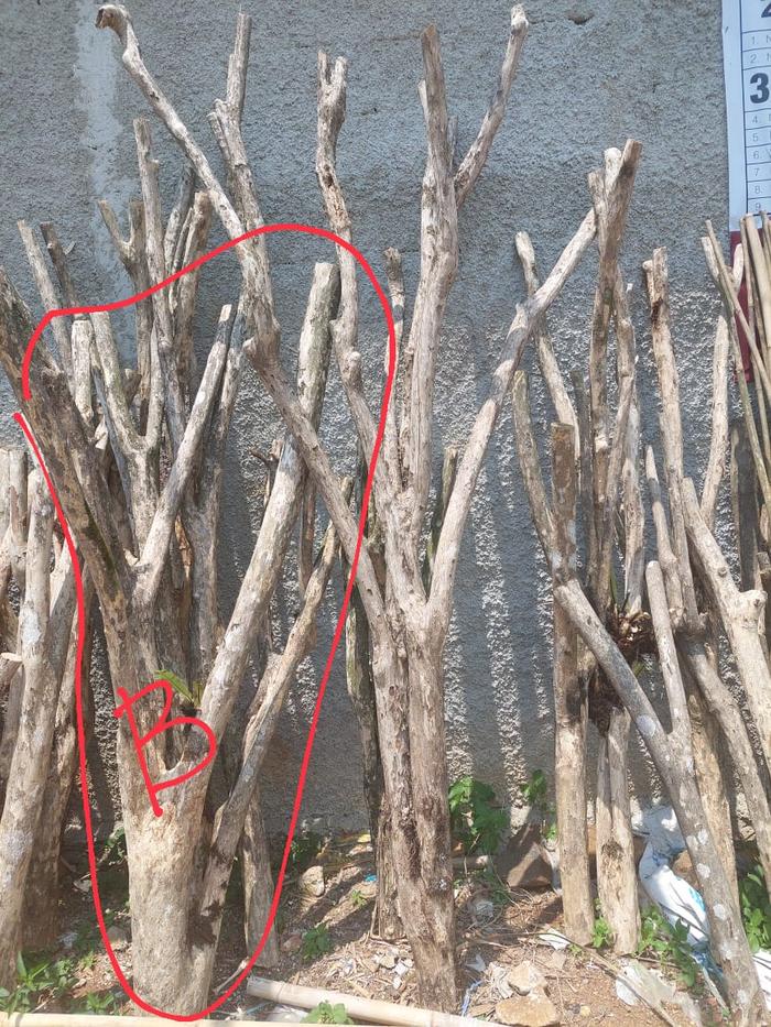 Jual Batang Kayu Kopi Cabang 2-5 Media Tanam Anggrek Bunga Tempel T 1 ...