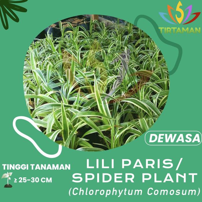 Jual Tanaman hias Lili Paris / Spider Plant / Chlorophytum Comosum - L ...