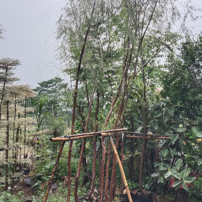 Jual pohon liang liu tinggi 4 meter - pohon janda merana - Kab. Bogor ...