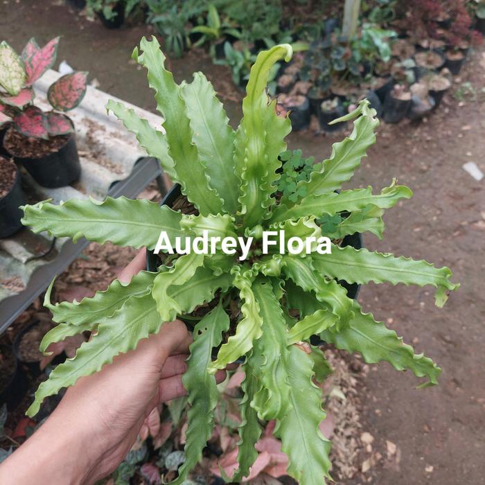 Jual Tanaman hias kadaka osaka - Pohon kada osaka - Kota Depok - Audrey ...