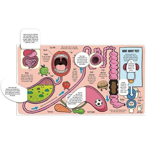 Jual Little Explorers My Amazing Body Board Book Lift The Flap Children ...