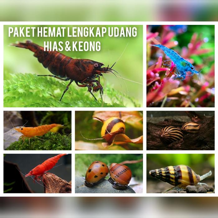 Jual Paket hemat & lengkap udang hias dan keong aquascape - Jakarta ...
