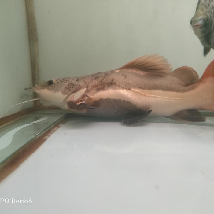 Jual rtc sb shortbody/rtc/Red Tail Catfish/RTC jumbo - Kota Tangerang ...