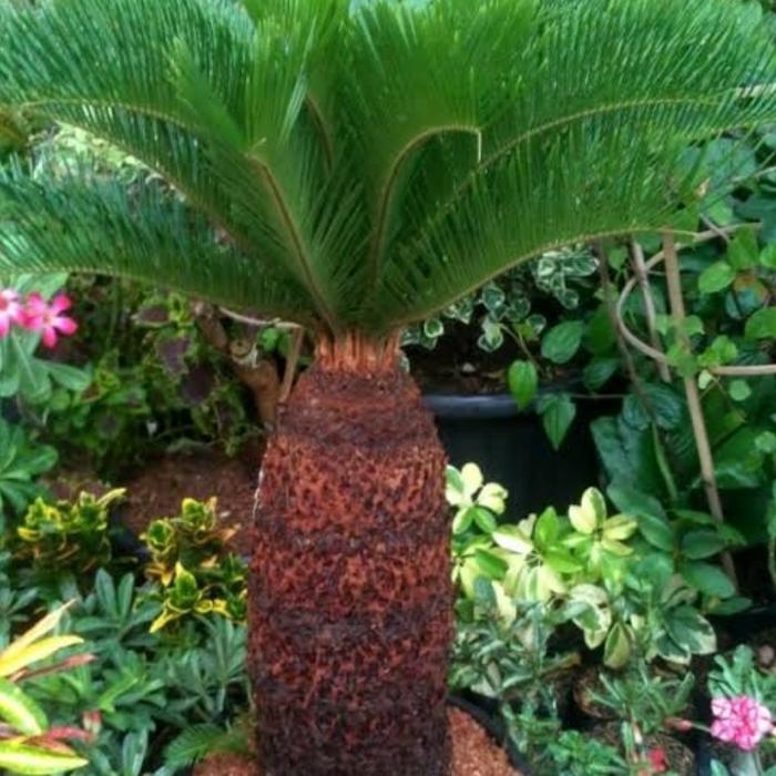 Jual Bibit Tanaman palem sikas/pohon mawar jambe - Kota Depok - Makmur ...